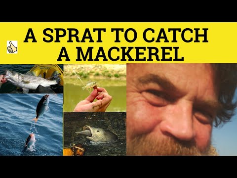 🔵 A Sprat to Catch A Mackerel - Sprat to Catch a Mackerel Meaning - English Idioms