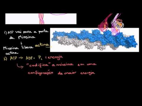 Miosina e actina (vídeo) | Músculos | Khan Academy