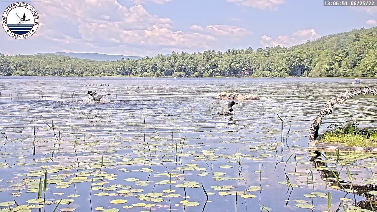 Loon Defending Chicks