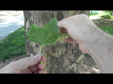 Identifying sycamore