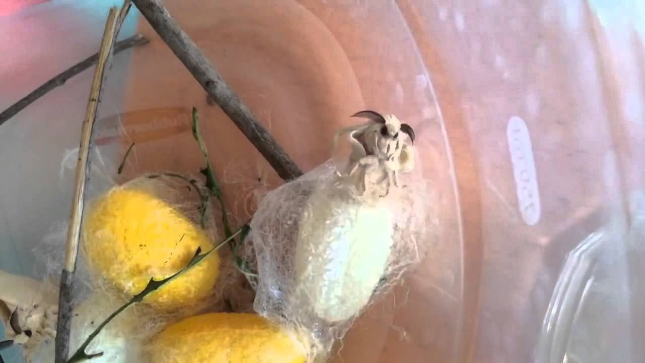 Silkworm Moth Emerging From Cocoon.