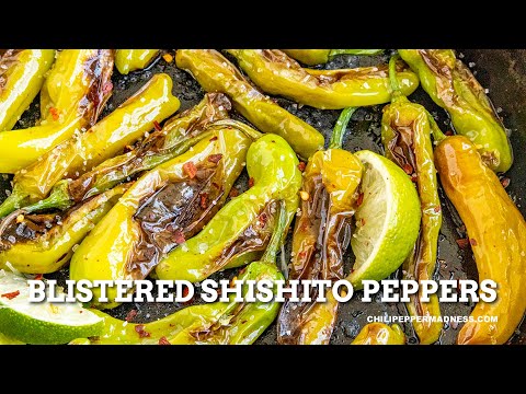 Blistered Shishito Peppers (Easy Snack that I Love!)