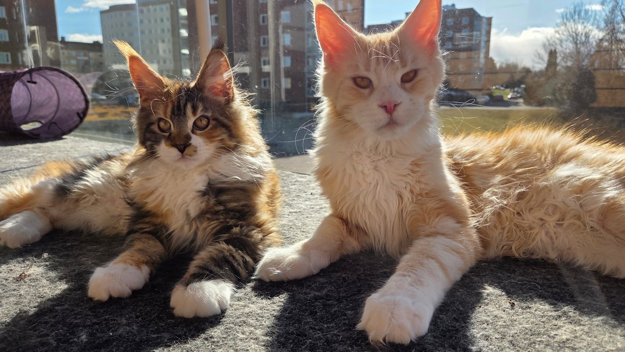 Kitten Iris Takes on Mama Ada!