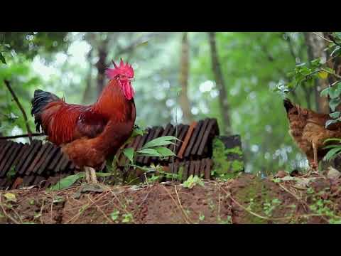 From Dinosaurs to Chickens: The Extraordinary Evolutionary Journey