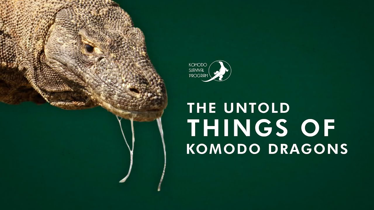 The Untold Things of Komodo Dragon