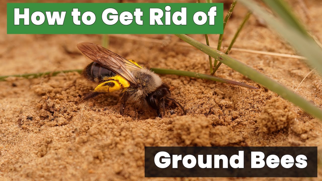 Get Rid of Ground Bees FAST with These Proven Methods