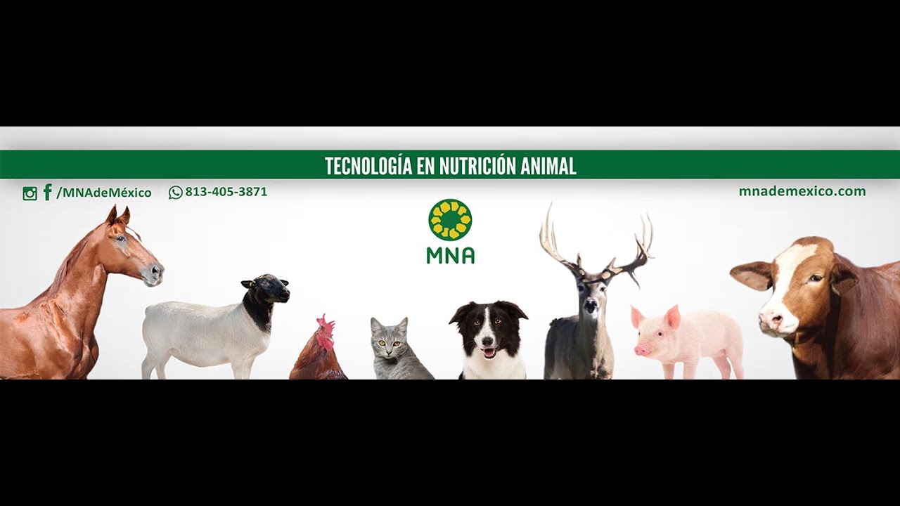 MNA de México