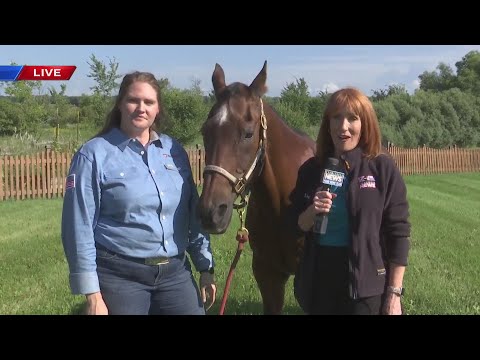 'Bravehearts' uses horses to offer healing therapy for military veterans