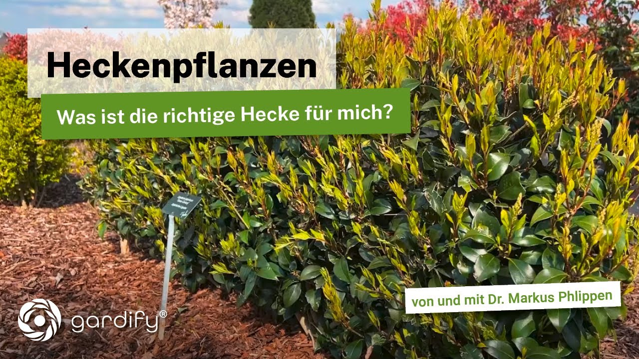 The perfect hedge (evergreen or fast-growing?): Characteristics of different hedge plants