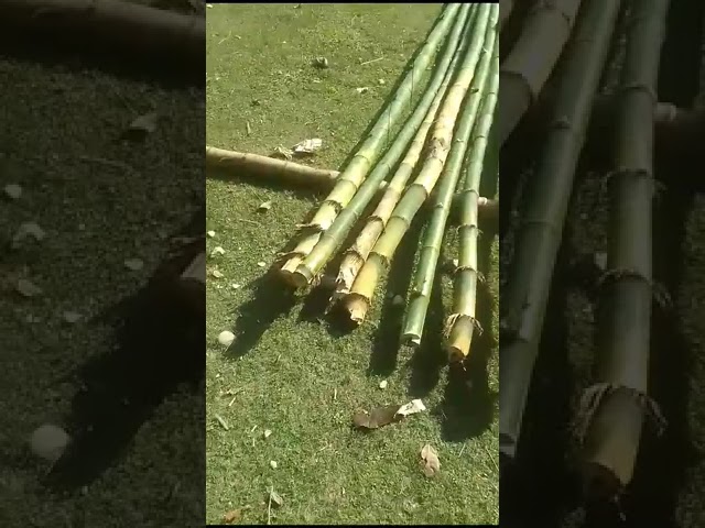 Bamboo Pole - Rangoon Bamboo Pole Trader - Retailer from Ghaziabad