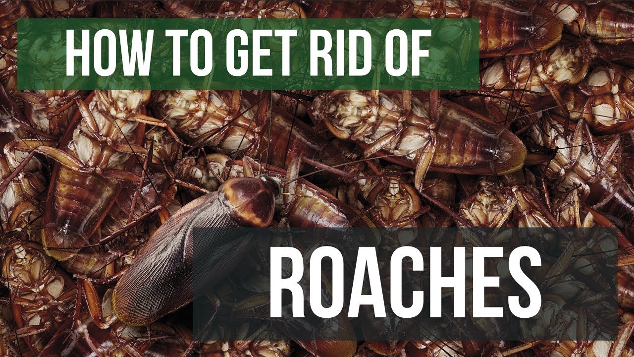 Cockroach Control: How To Get Rid of Roaches | DIY Cockroach Treatment ...