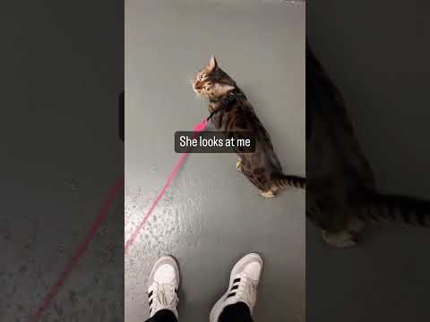 I Taught My Cat to Walk on a Leash