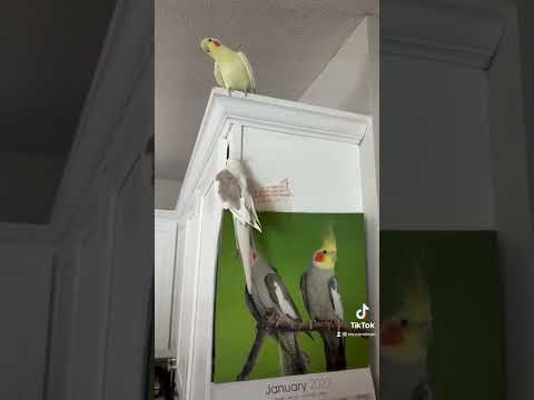 Cockatiel singing September #september #earthwindandfire #singingbird #cockatiel #lutinocockatiel