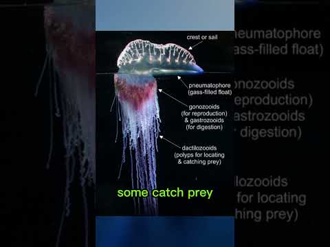 Man O War I The Jellyfish's Evil Cousin