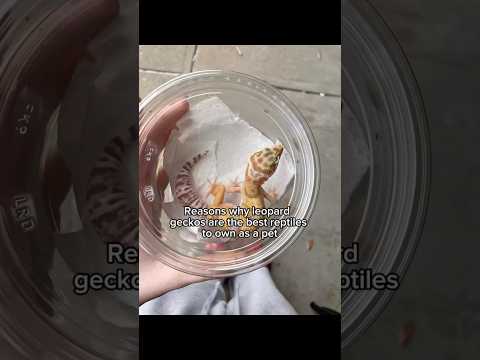 Do leopard geckos make good pets? #pets #reptiles #facts #care #leopardgecko #animals #education #fy