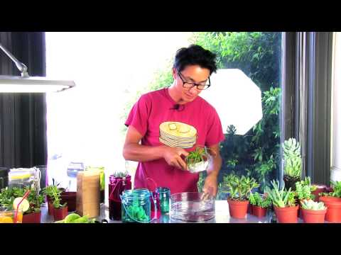 How to Take Care of Tillandsia Air Plants
