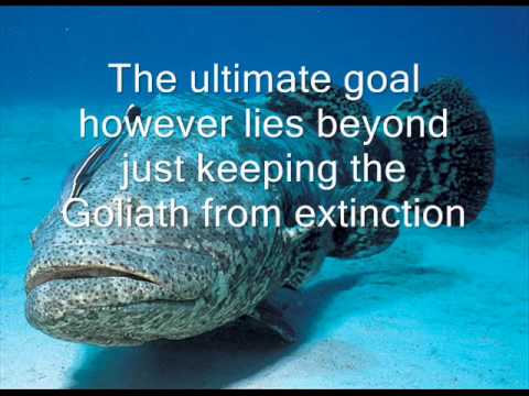 My documentary- The story of the Jew Fish | bigeastbackstop