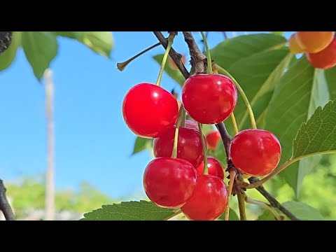 It's Pie Cherry Time!