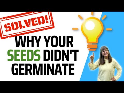 Why Your Seeds Don't Germinate: Seed Dormancy vs Seed Germination
