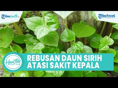 5 Manfaat Konsumsi Air Rebusan Daun Sirih Bagus untuk Tubuh: Atasi Sakit Kepala & Kontrol Gula Darah