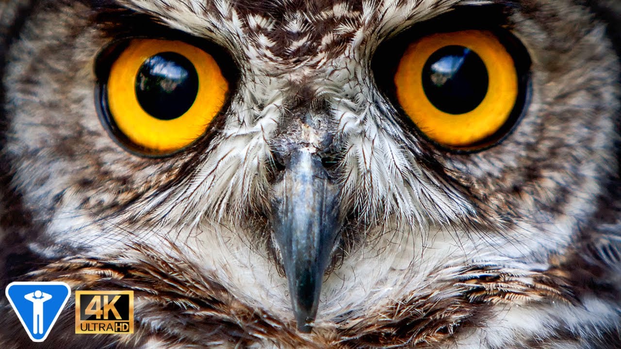Amazing Owls in 4K