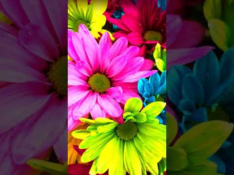 Autumn tropical colorful sunflowers Animated