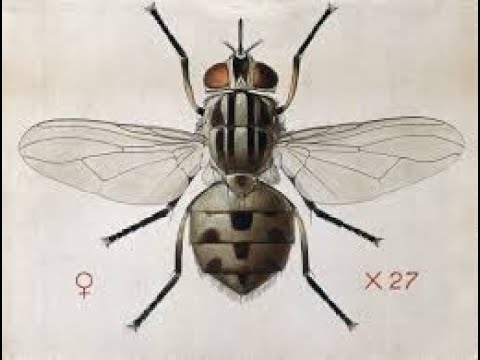 Diseases and Control of Stomoxys calcitrans The biting stable fly