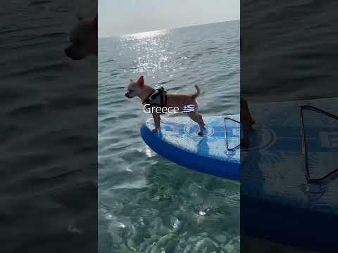 Some clips of our 2024 vacation in Greece 🇬🇷🏖️#travel #chihuahua #greece #vacation #sea #beach