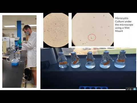Harmful Cyanobacterial Blooms