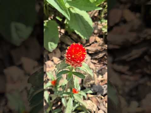 A Garden Aflame – Red Globe Amaranth's Radiant Bloom