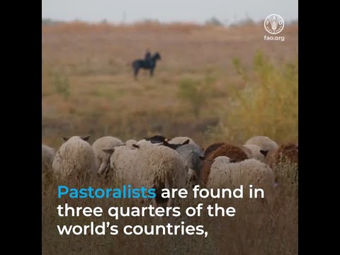 Supporting nomadic herding and pastoral communities in a changing world.