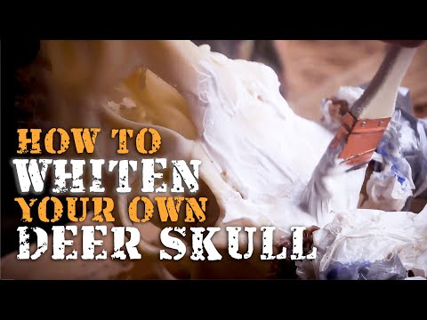 How to Whiten Your Own Deer Skull