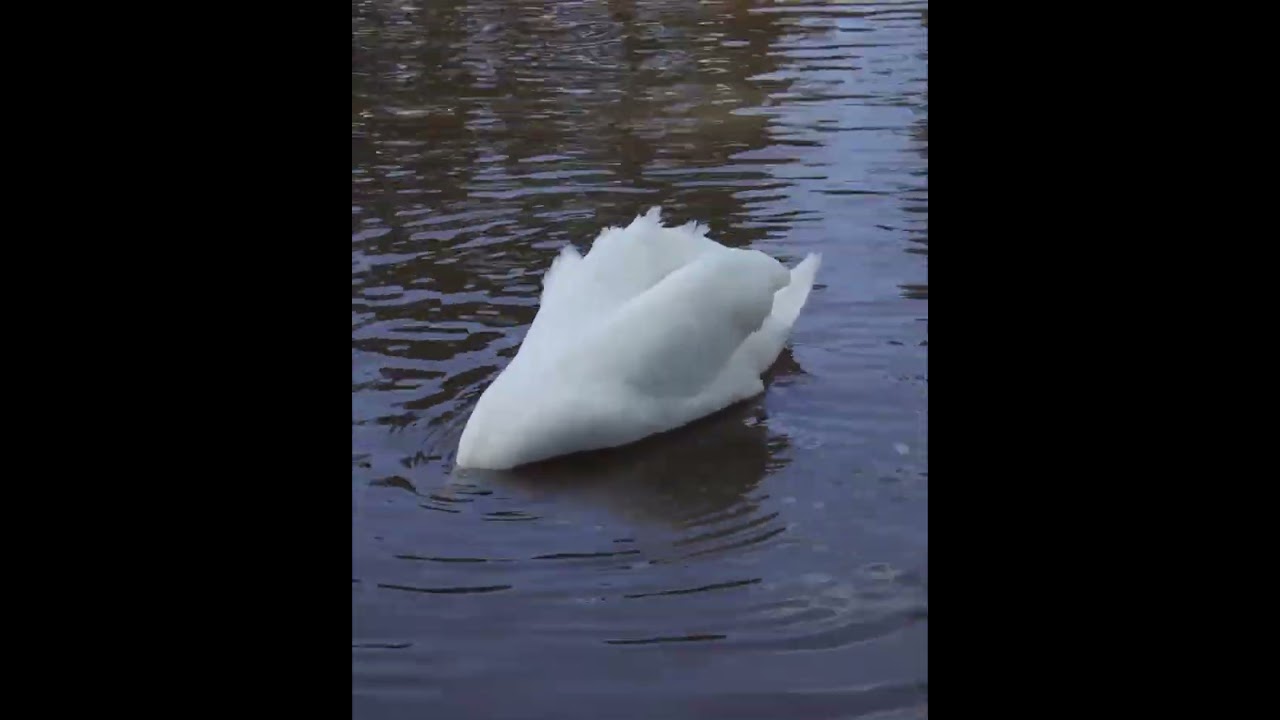 dad swan3 Canon R7 4k