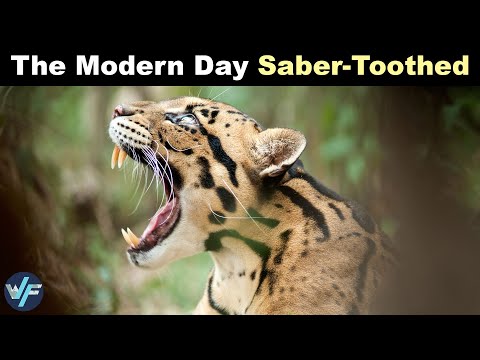 Clouded Leopard - The Modern-Day Saber-Toothed