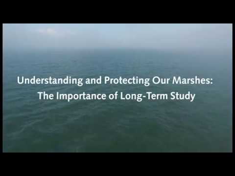 Understanding and Protecting Our Marshes: The Importance of Long-Term Study