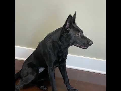 Tetanus diagnosis in my German Shepherd