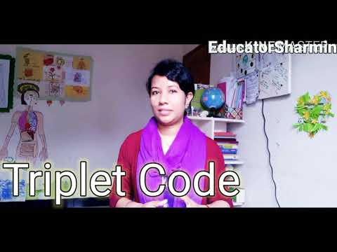 Triplet Code //Biology //EducatorSharmin