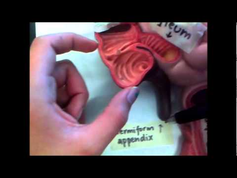 Labeled Digestive System and Liver