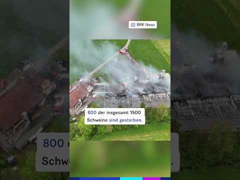 800 tote Schweine: Drohnenbilder zeigen Ausmass der Brand-Katastrophe! 🚨 #20minuten #20min #news