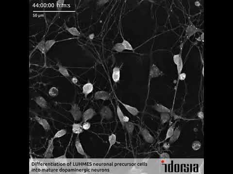 Idorsia - Differentiation of LUHMES neuronal precursor cells into mature dopaminergic neurons