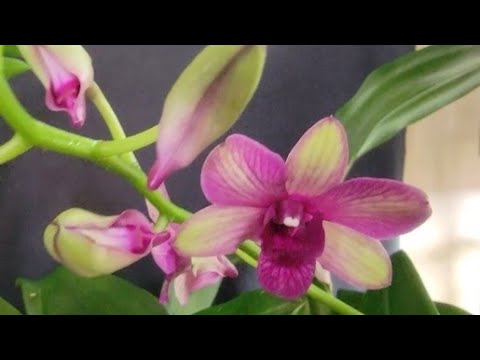 Easy Dendrobium tips