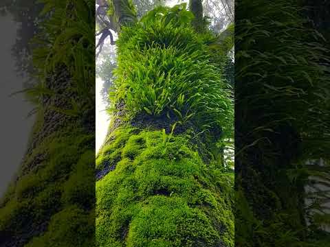Moss at the tree#like#nature #like #planted #ytshorts #subscribe