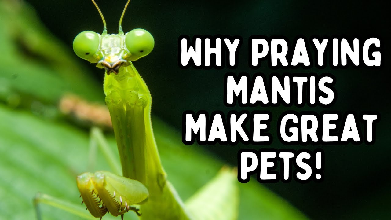 Mantis Pets - Reasons Why Praying Mantis Make Great Pets | Spooderpods