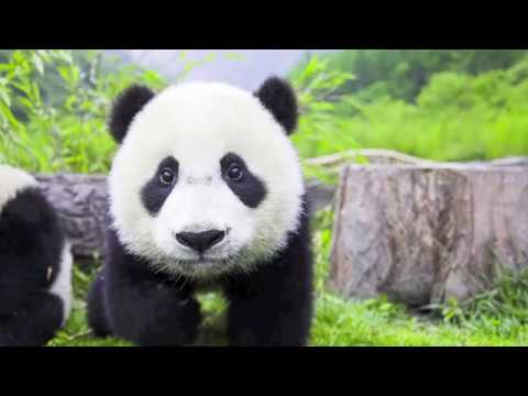 What is Conservation?