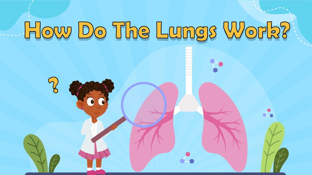 How Do The Lungs Work? | Facts About Lungs | Human Body Facts for Kids | Science Facts for Kids