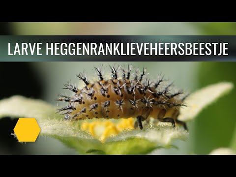 🟡 Larve Heggenranklieveheersbeestje | Henosepilachna argus
