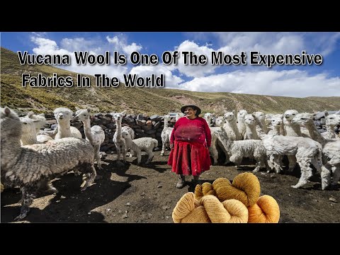 Vucana Wool Is One Of The Most Expensive Fabrics In The World
