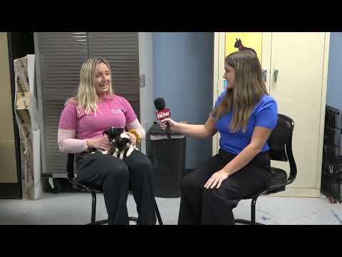 Pet Pals: St. Joseph Animal Shelter highlights puppies 'Nicola' and 'Simone'