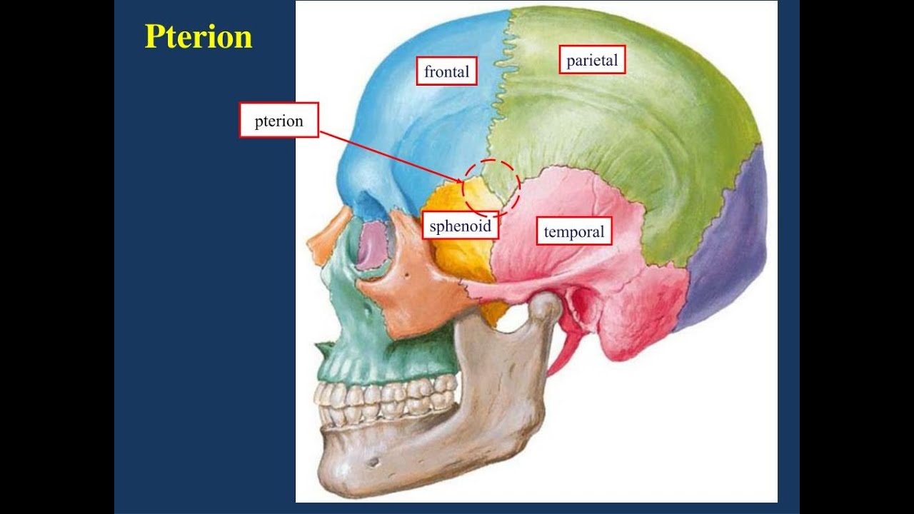 The Anatomy of the pterion and applied anatomy of Pterion