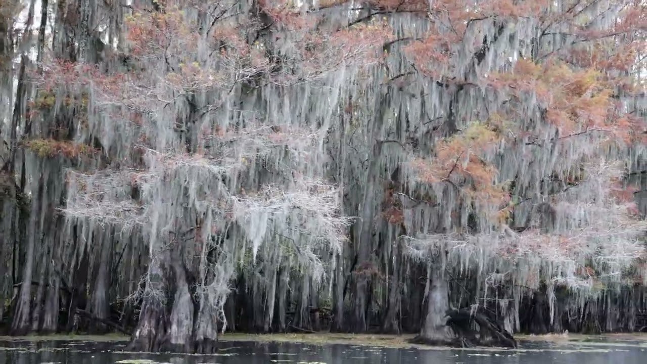 Caddo lake Bald Cypress Forest  4K